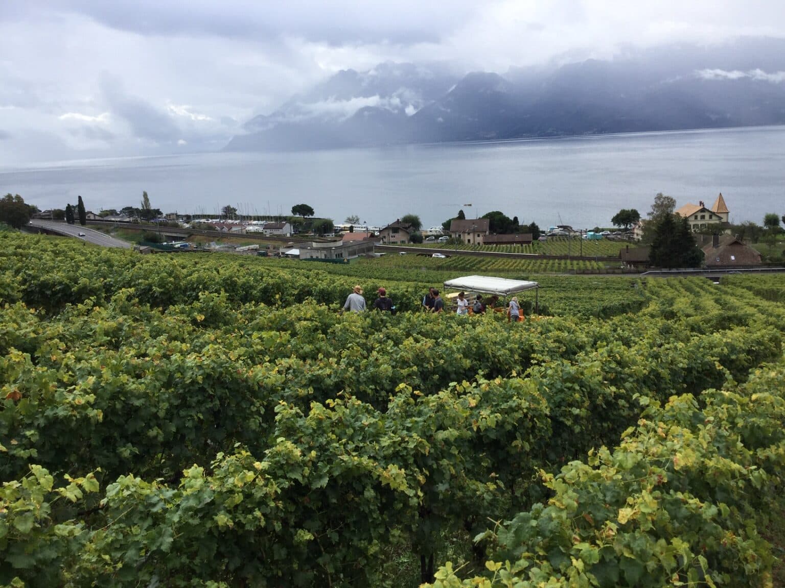 Sciur Limun | Ancestral Limoncello | Foodspotters